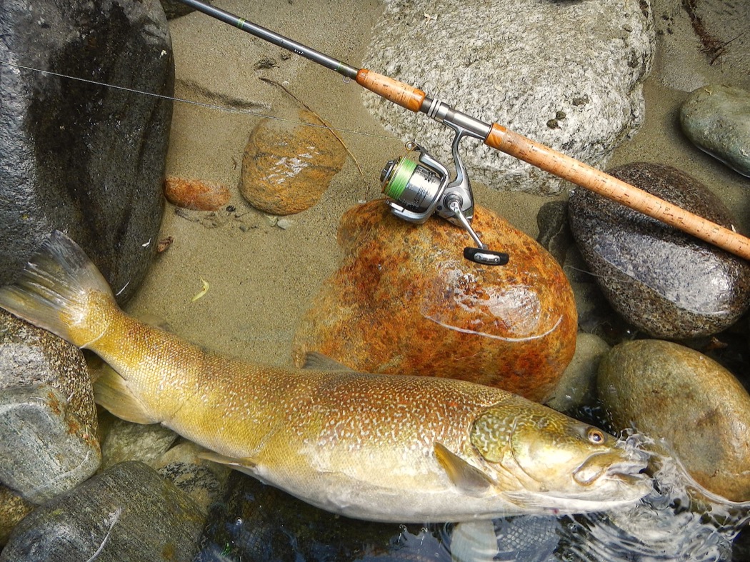 La Grande Trota Marmorata del Sesia | Anonima Cucchiaino