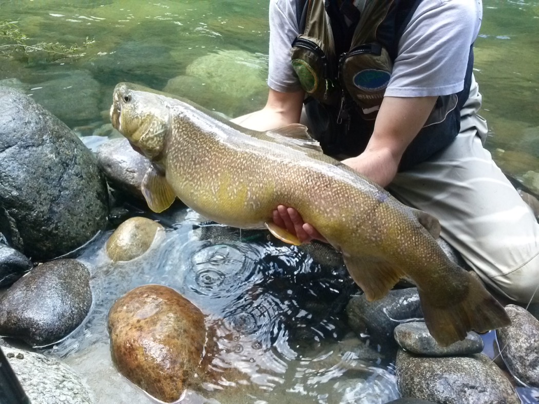 La Grande Trota Marmorata del Sesia | Anonima Cucchiaino